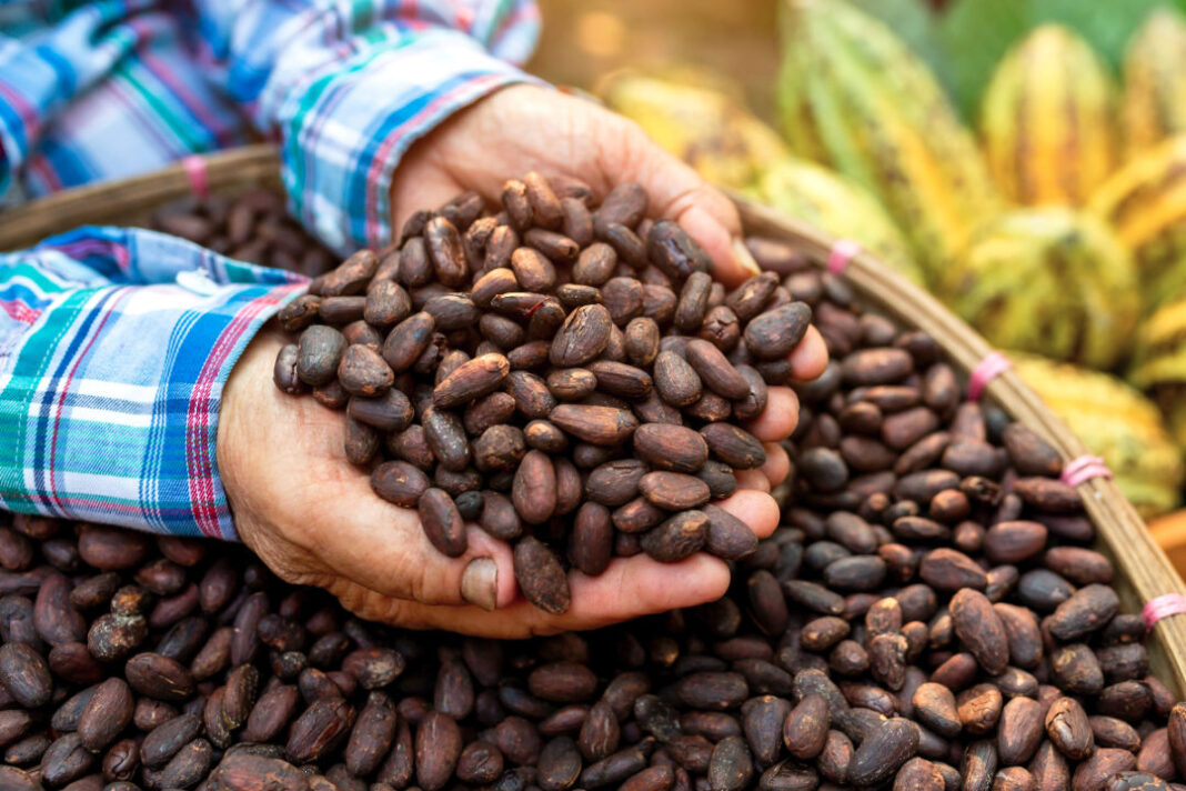 Ghana's Cocoa Farmers Receive The Highest Farmgate Price In West Africa ...